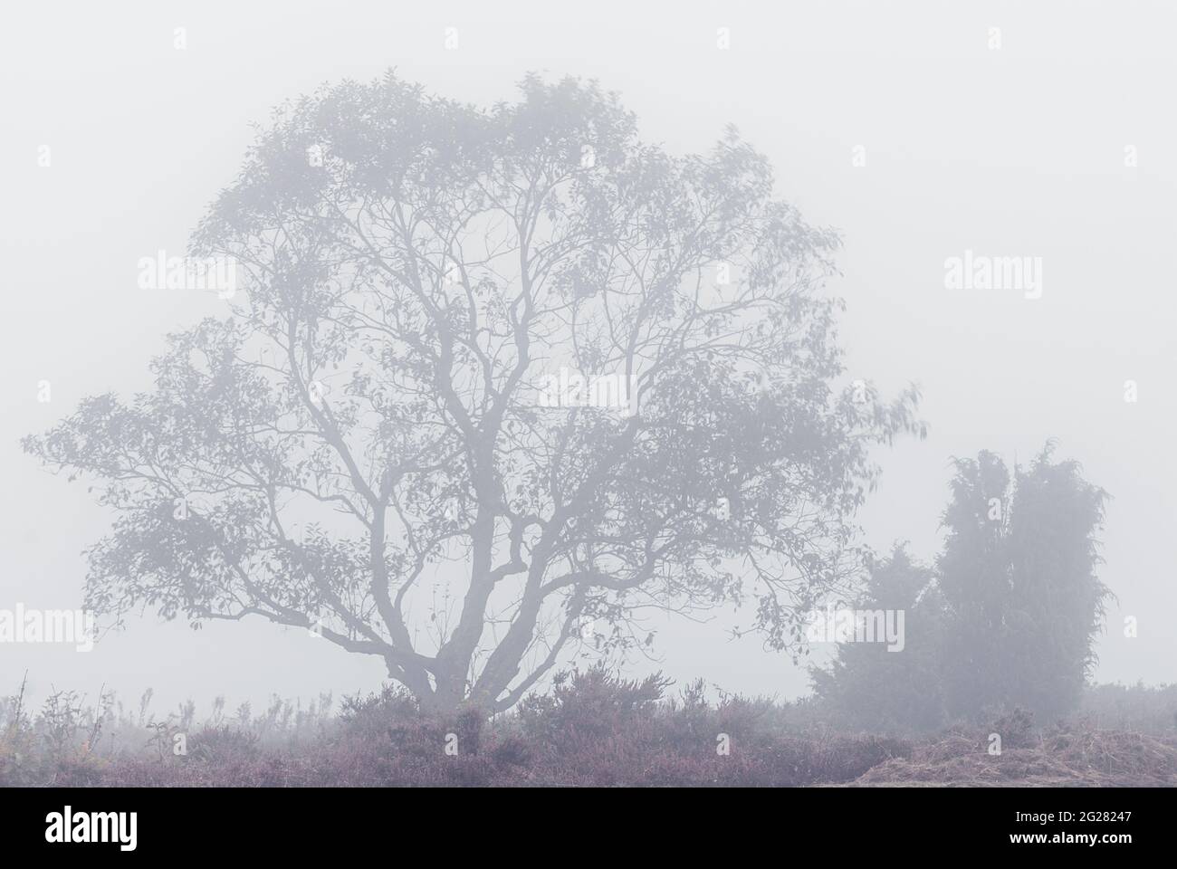 Tree standing in mist, Sweden Stock Photo - Alamy