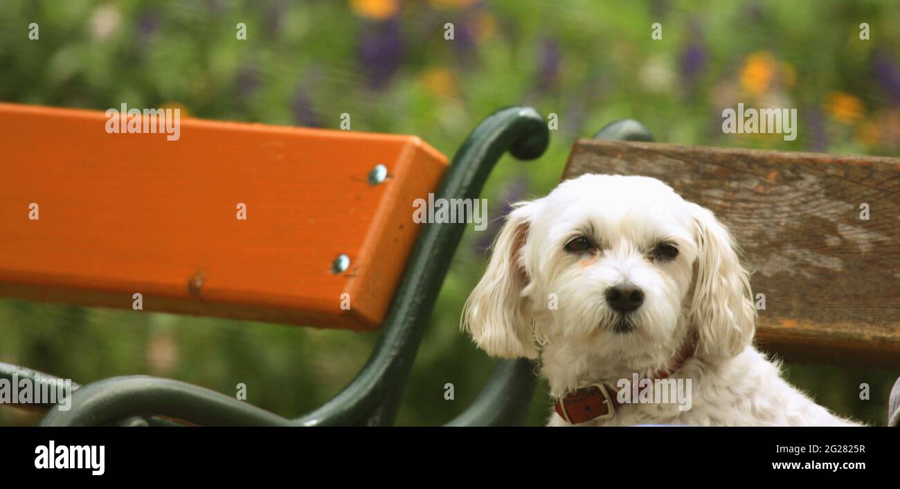 cute dog enjoys the park bench Stock Photo - Alamy