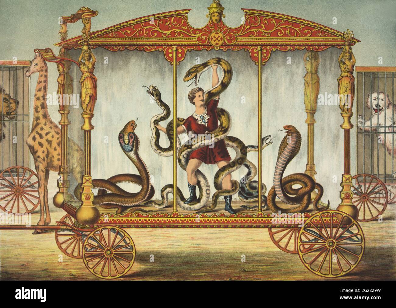 The Snake Wagon, with a snake performer at a circus, circa 1874 Stock ...