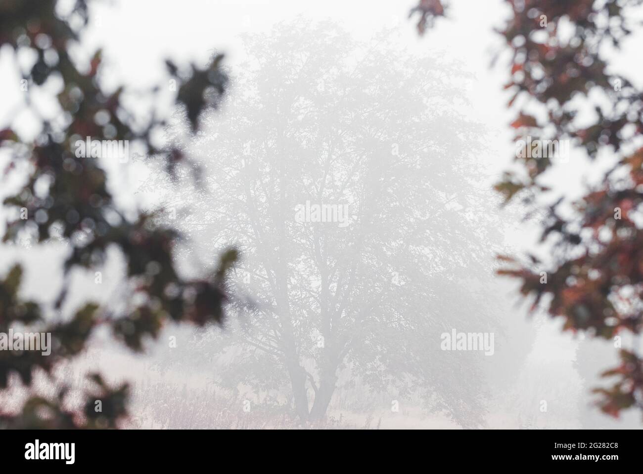 Tree standing in mist, Sweden Stock Photo - Alamy