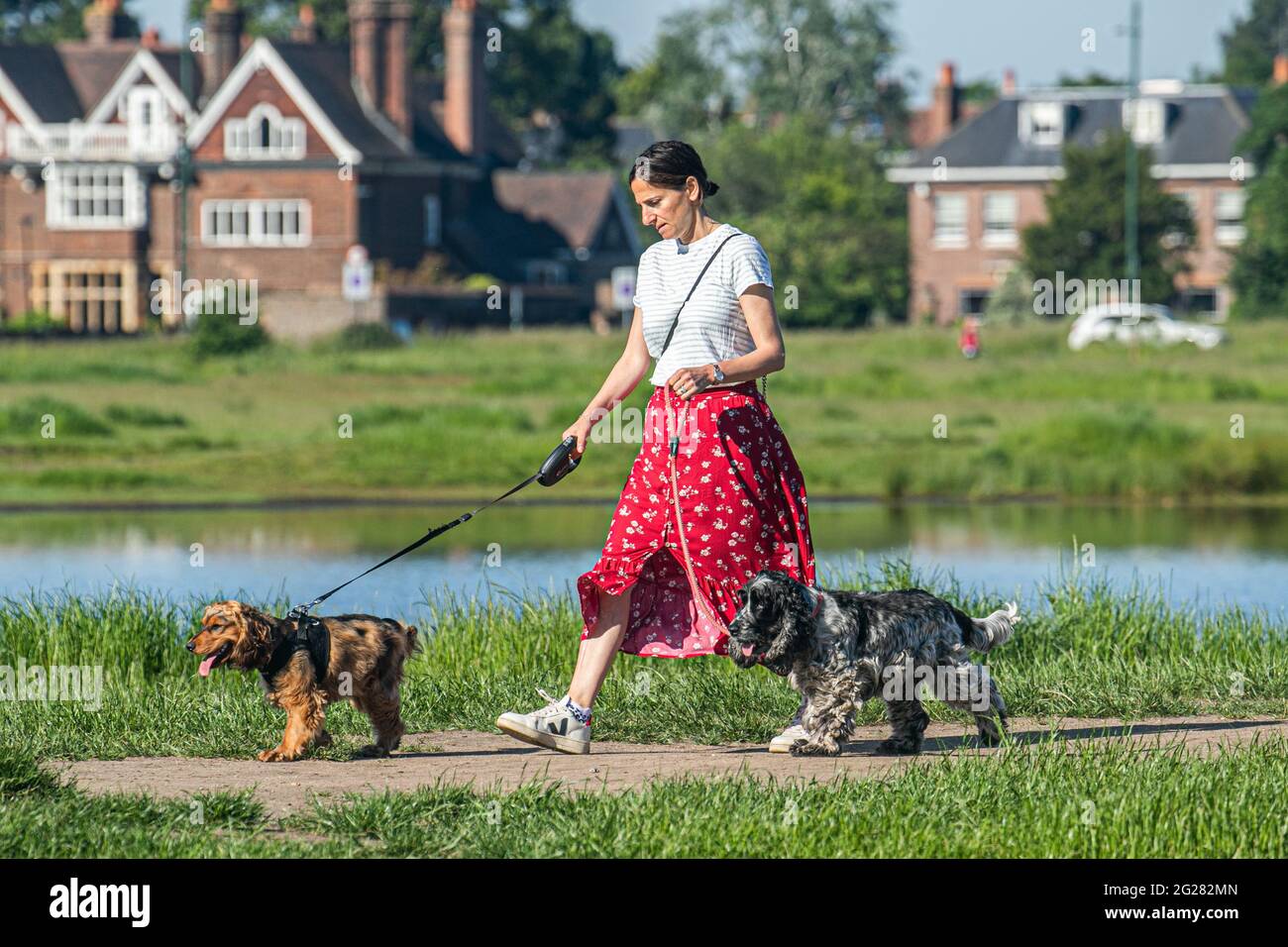 Woman walking spaniels hi-res stock photography and images - Alamy