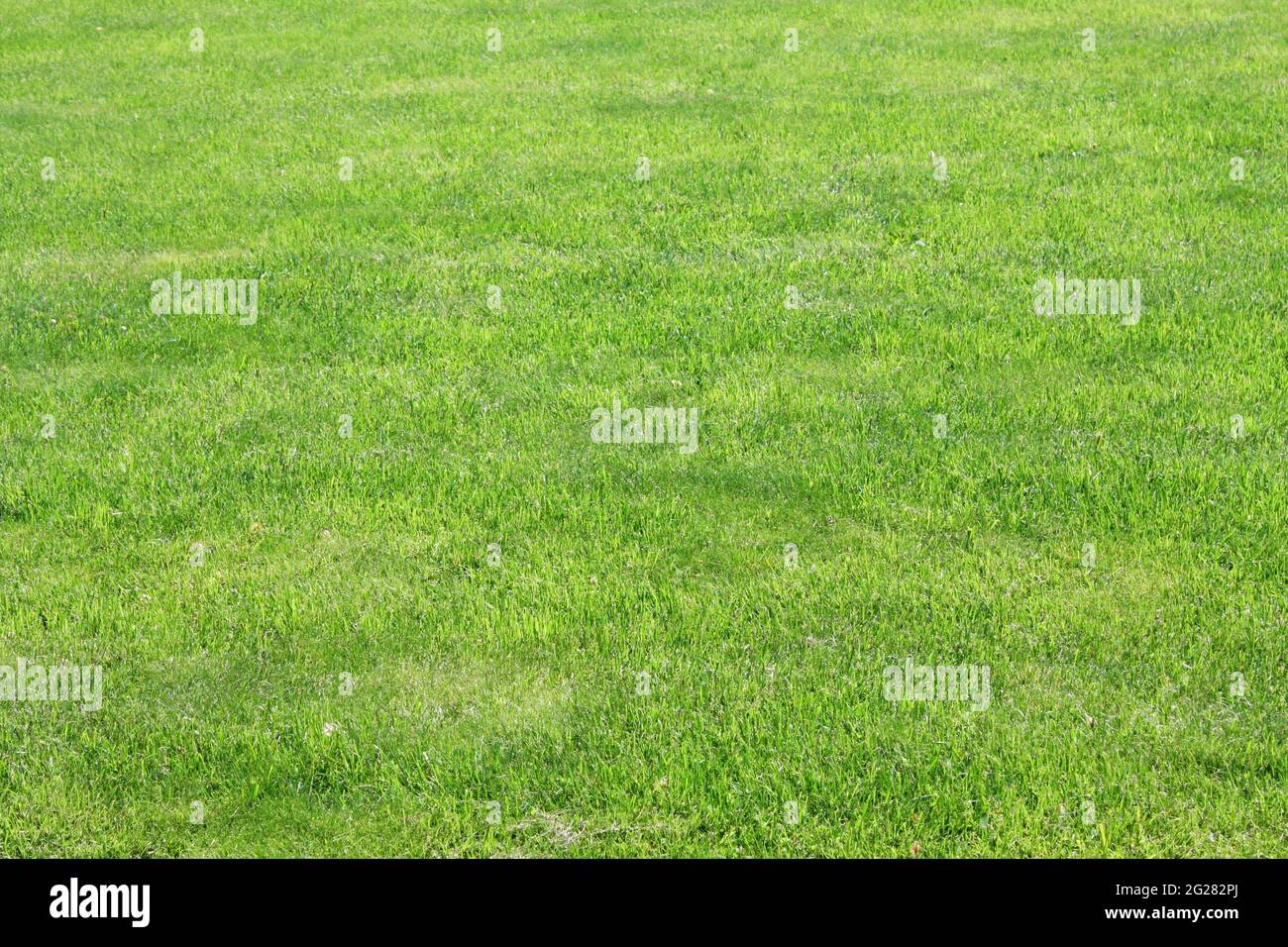 Background image of lush grass field Stock Photo - Alamy