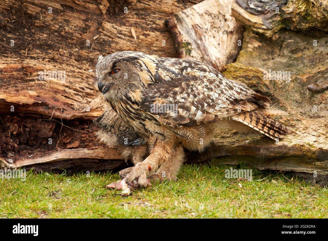 A six week old owl chick eagle owl with its mother. A piece of bloody ...