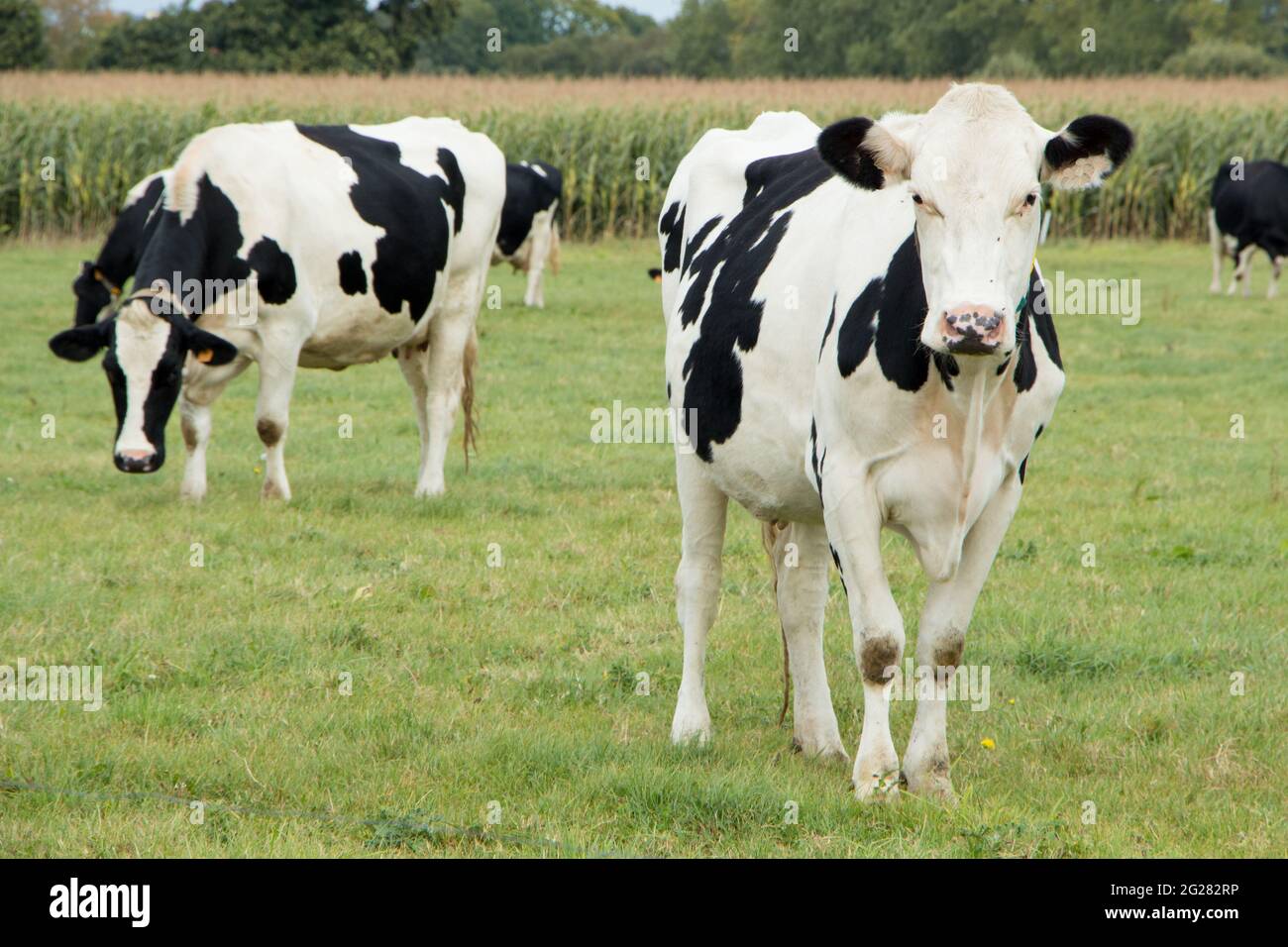 Black and white Holstein cows grazing in a field in Brittany Stock ...