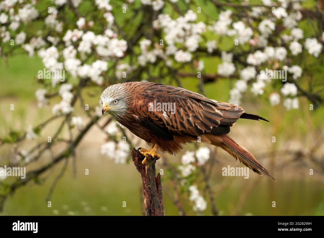 Red kite, sits on a stump in front of a fruit tree with white blossom ...