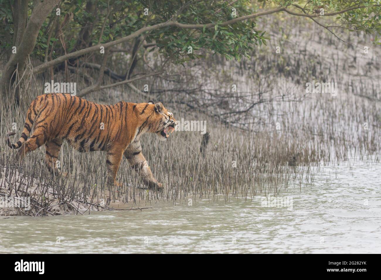 Bengal tiger snarling hi-res stock photography and images - Alamy