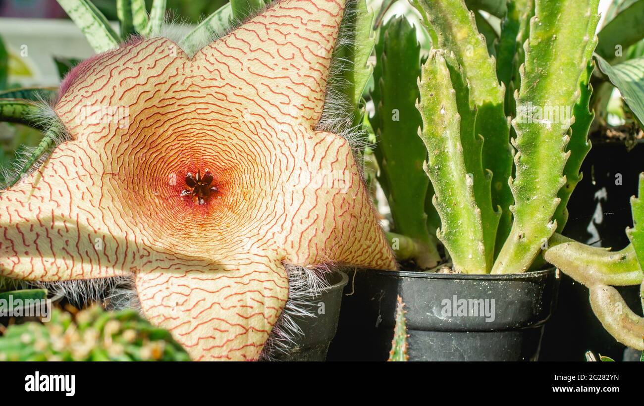 Beautiful flower of Stapelia gigantea. Star-shaped cactus flower with ...