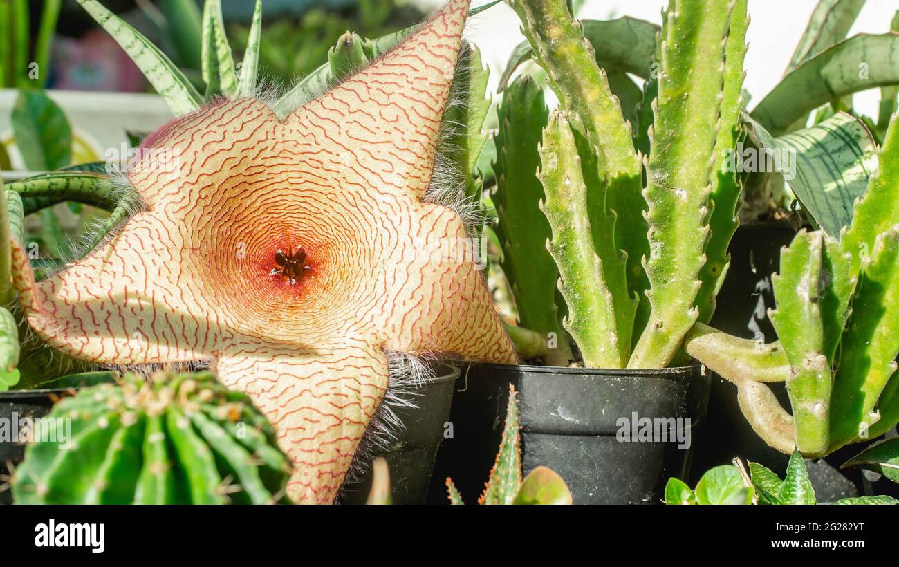 Beautiful flower of Stapelia gigantea. Star-shaped cactus flower with ...