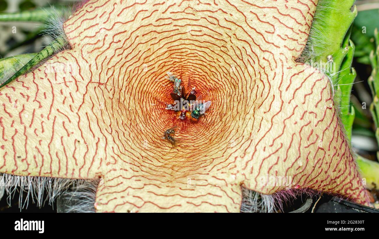 Beautiful flower of Stapelia gigantea. Star-shaped cactus flower with ...