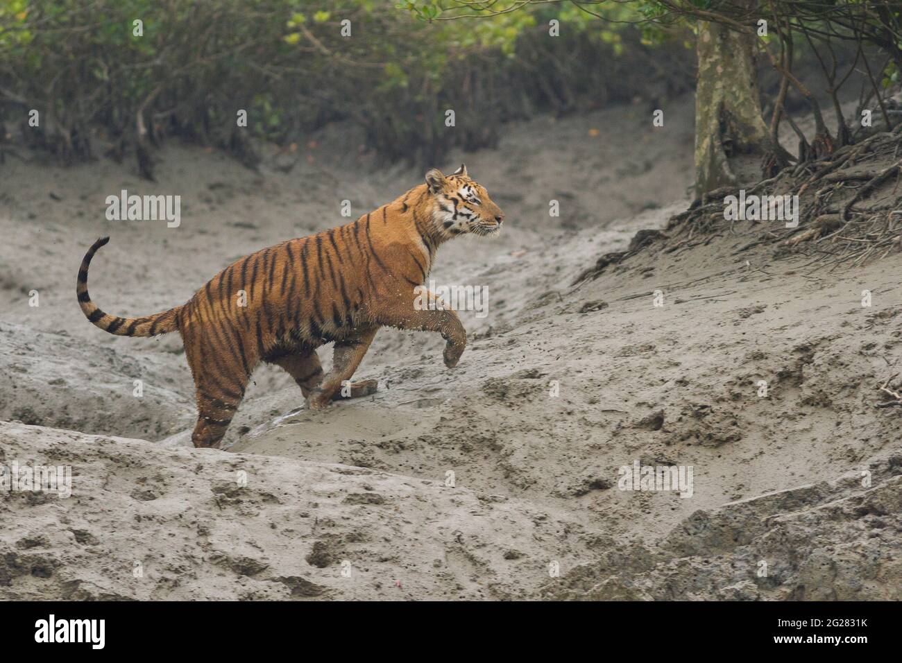Dominant adult male Bengal tiger climbing up the mudflat during low ...