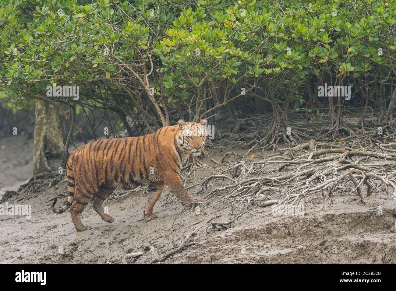 Sundarbans Biosphere Reserve