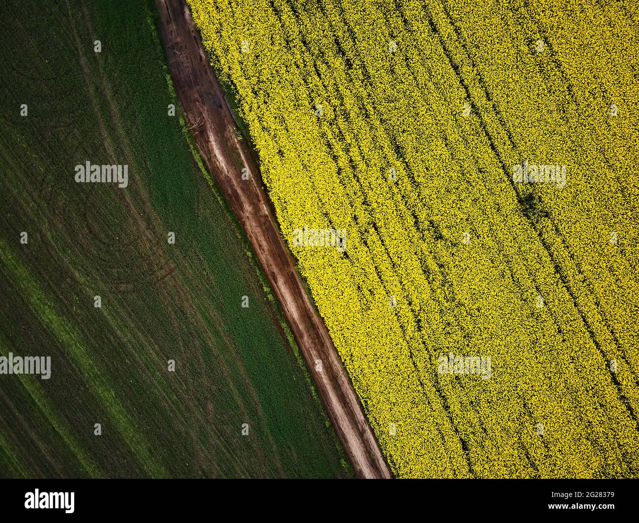 Bird's eye view from a drone of a passing canola crop, aerial view of ...