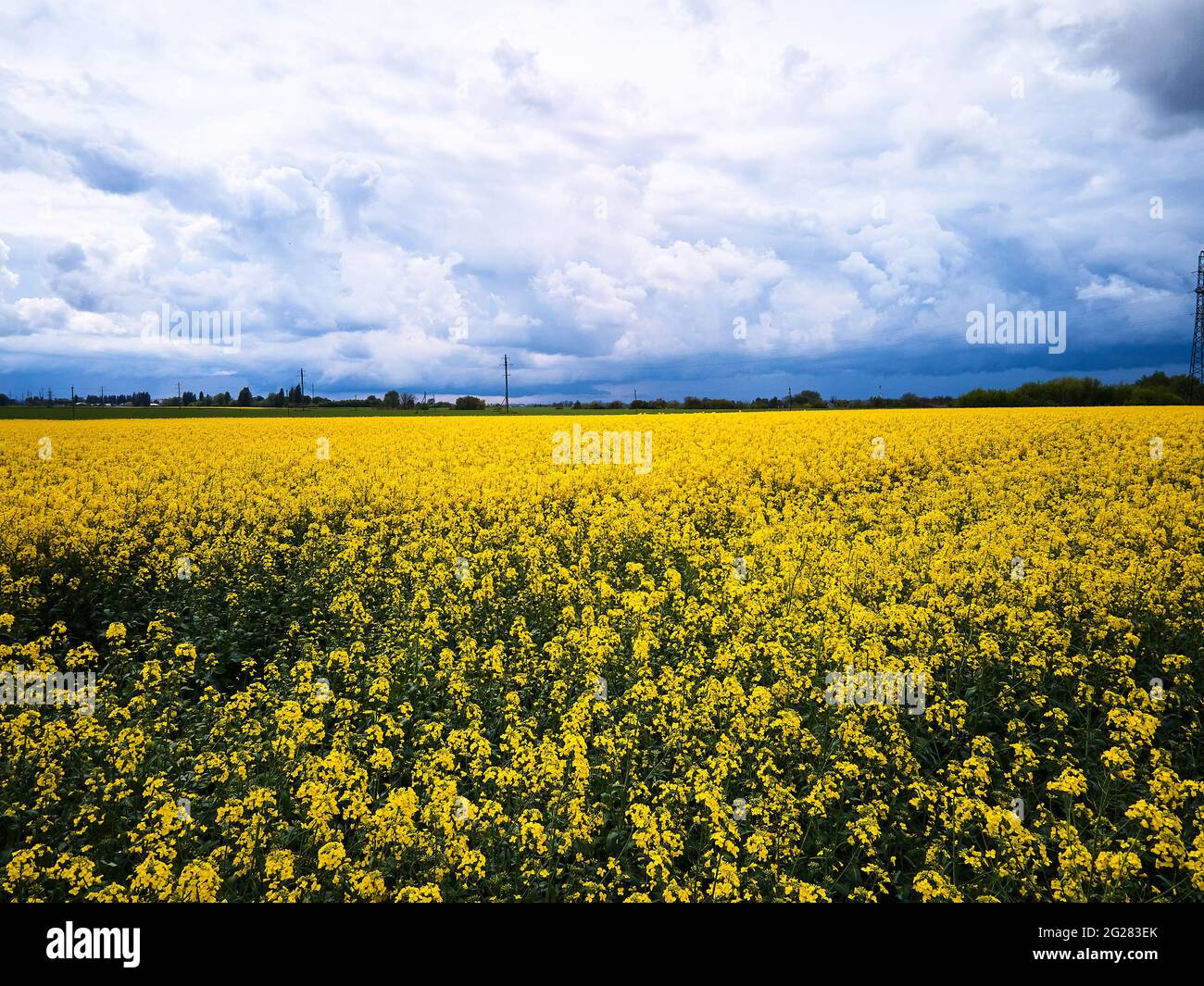 Aerial view of spring rapeseed flower field, Bird's eye view from a ...