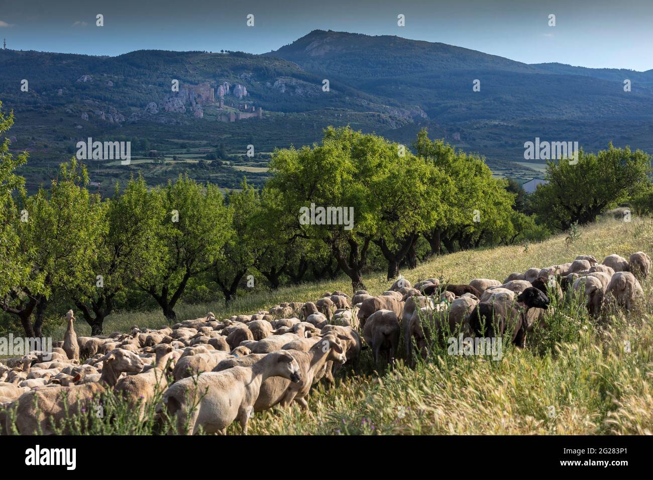 A flock of sheep pastures in the surroundings of Loarre Castle, a ...