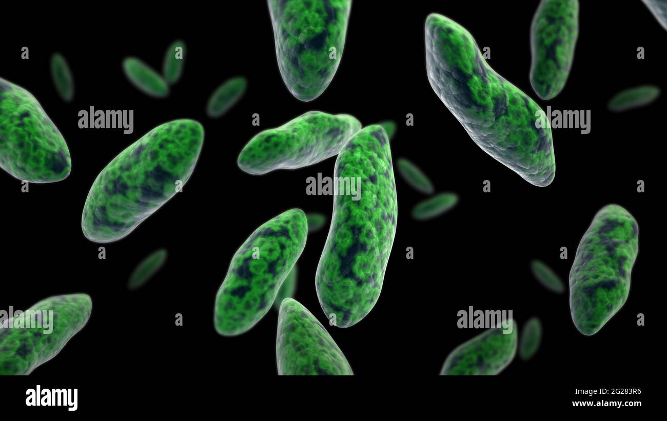 Biomedical illustration of brucellosis, a highly contagious infectious ...