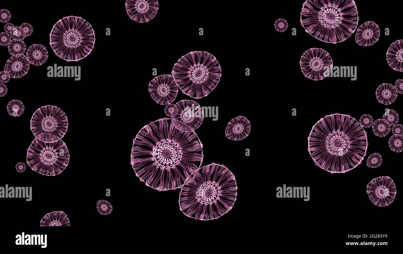 Microscopic view of Burkholderia mallei bacteria, black background ...