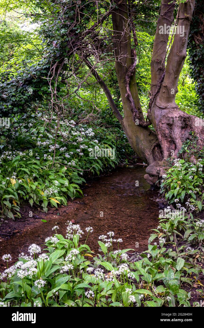 Woodland stream with wild garlic. UK woodland Stock Photo - Alamy
