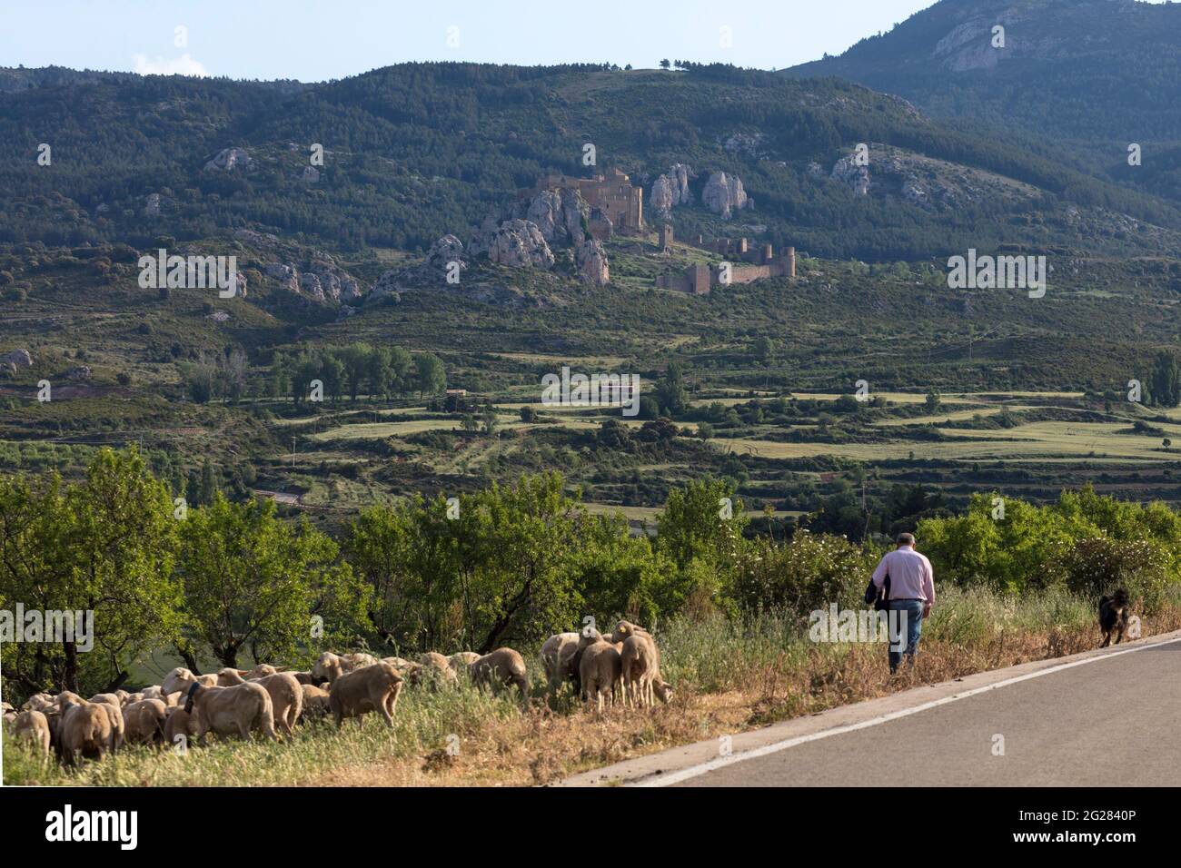 Sheep farming medieval hi-res stock photography and images - Alamy