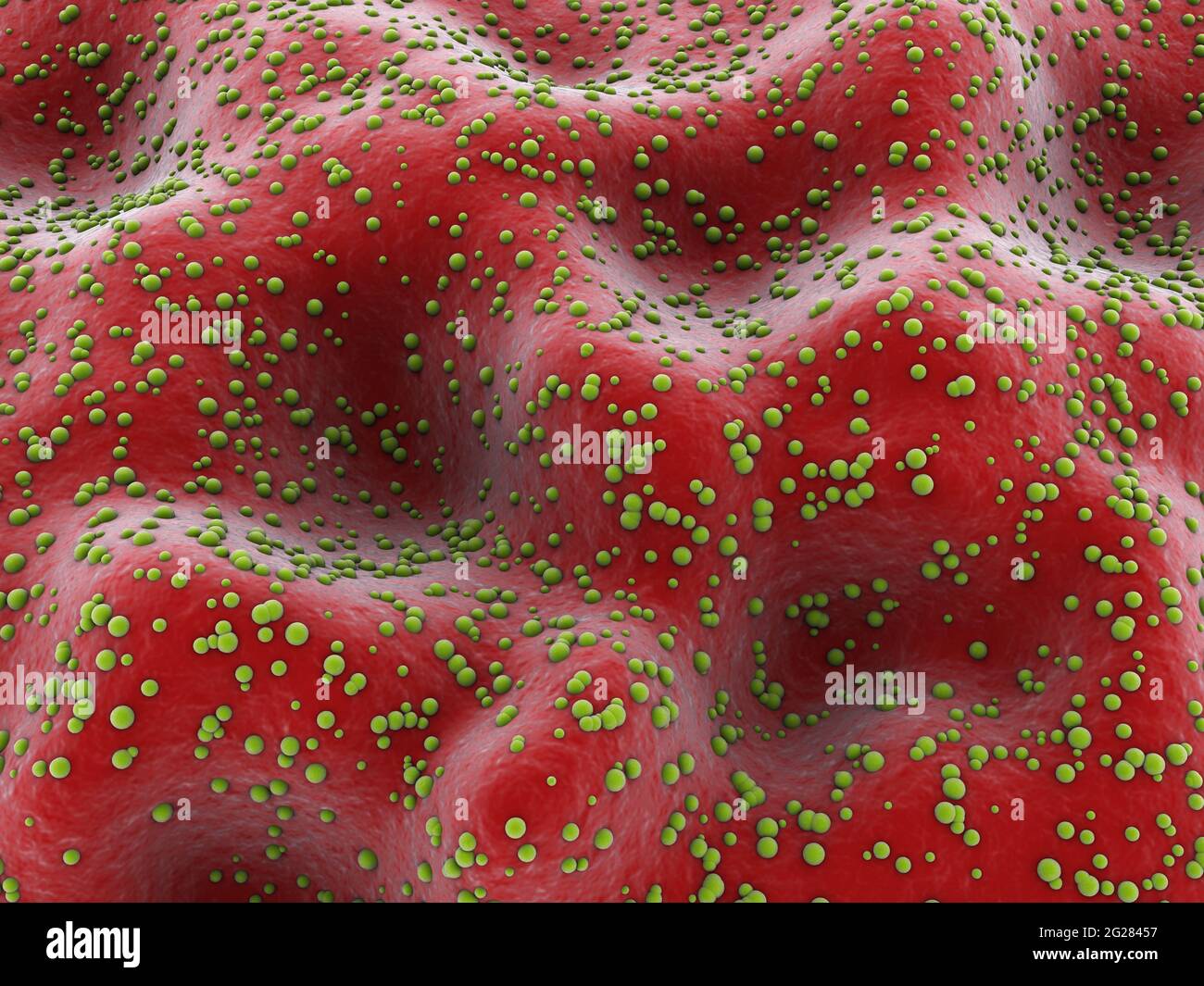 Microscopic view of cryptosporidium inside the small intestine Stock ...