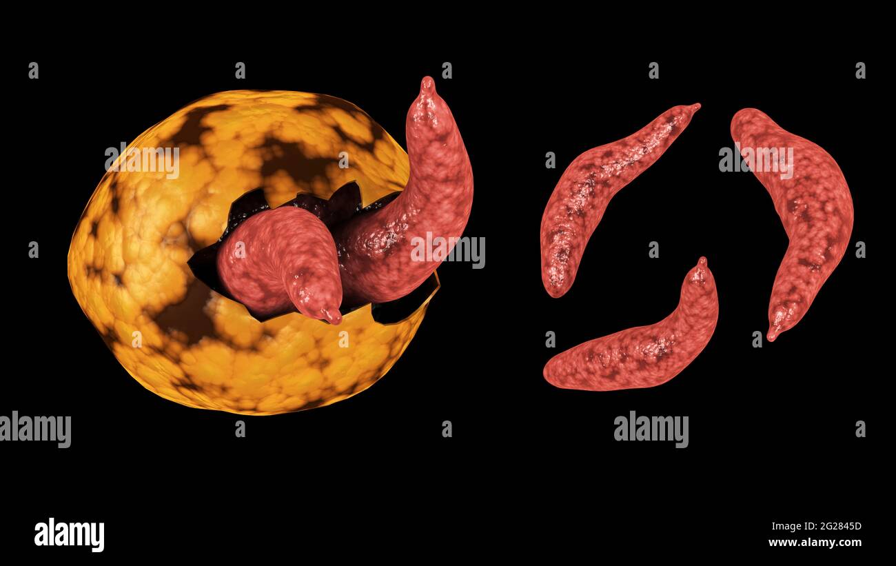 Cryptosporidiosis Parasite