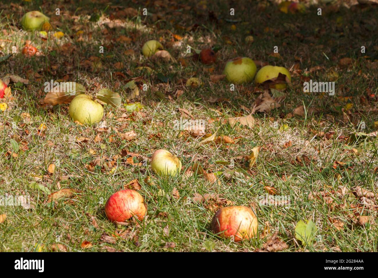 Rotten apples on the ground under an apple tree during autumn Stock ...