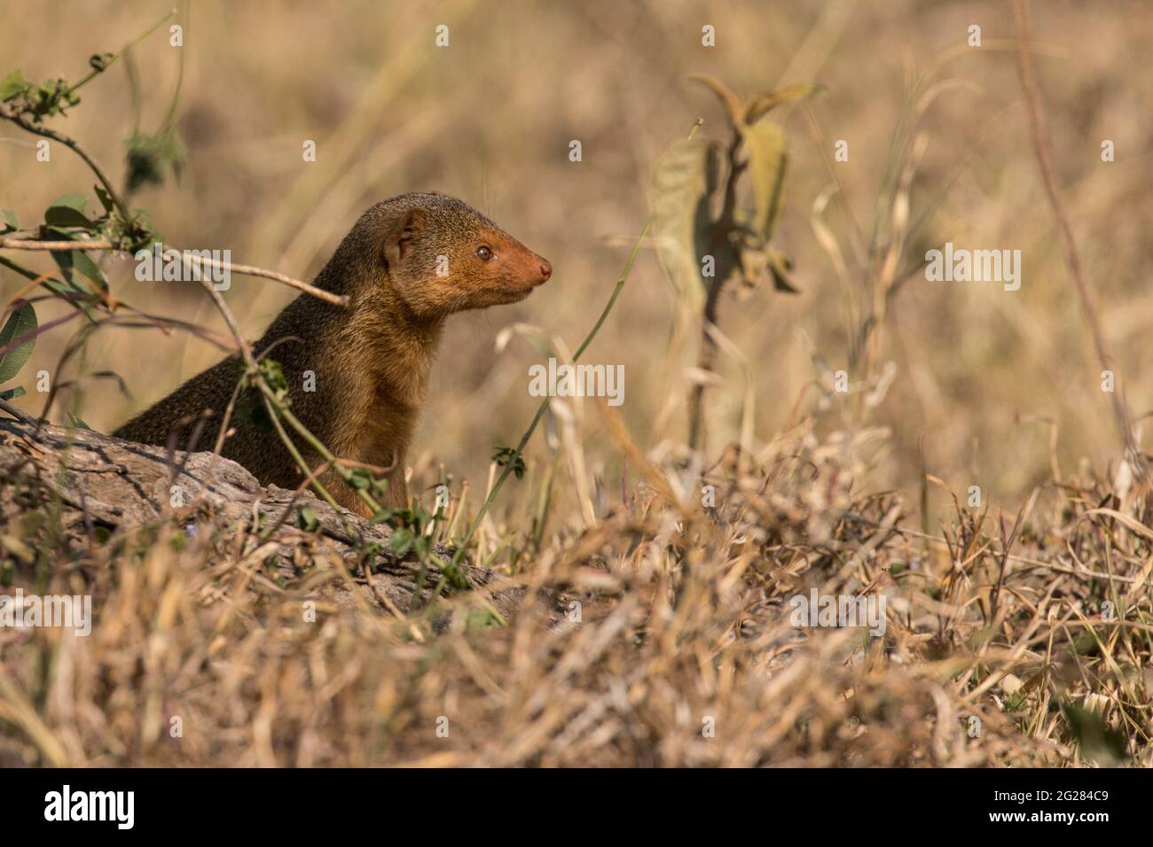 Mongoose rodent animal animals hi-res stock photography and images - Alamy