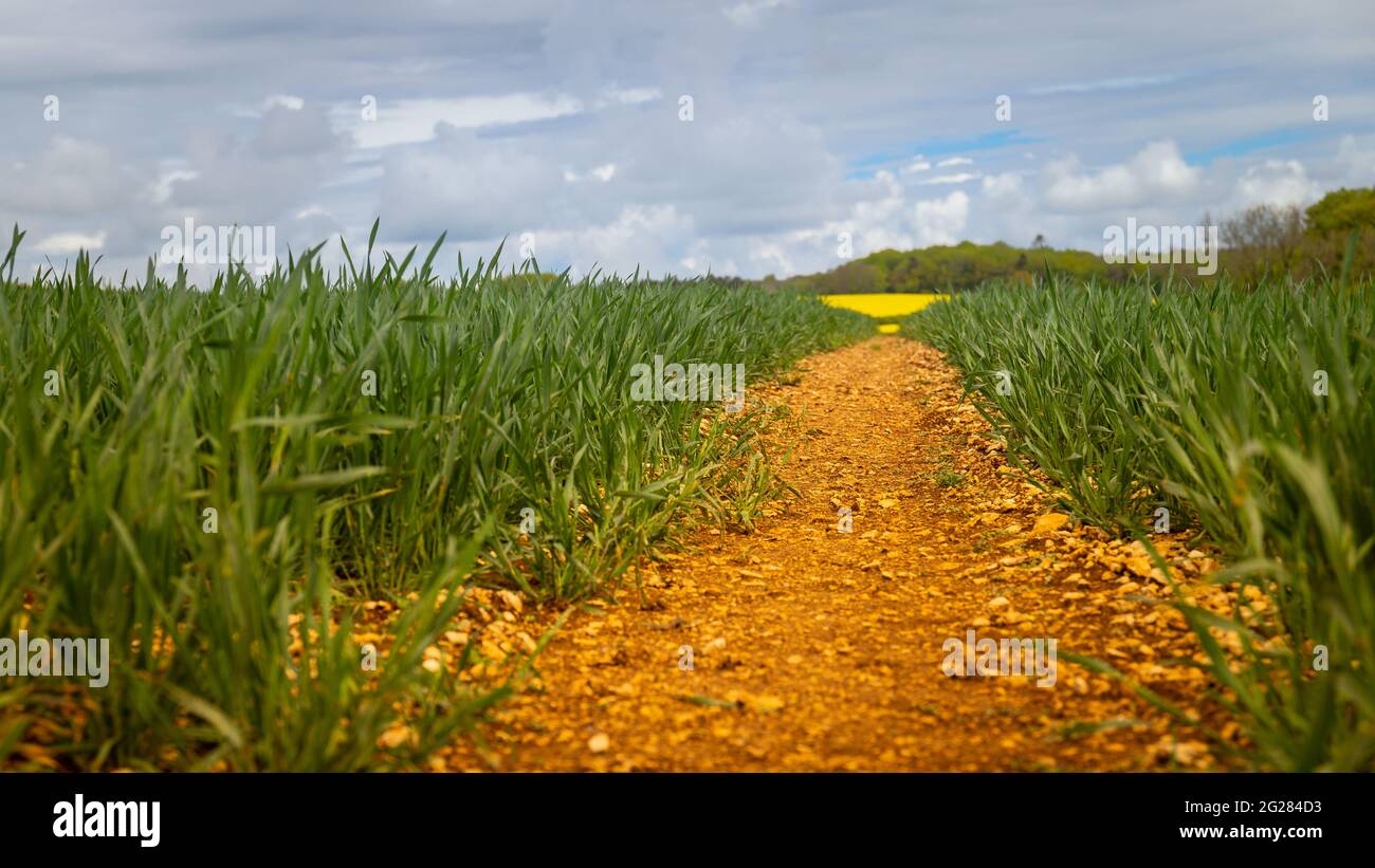 Ground level view of footpath across a field Stock Photo - Alamy