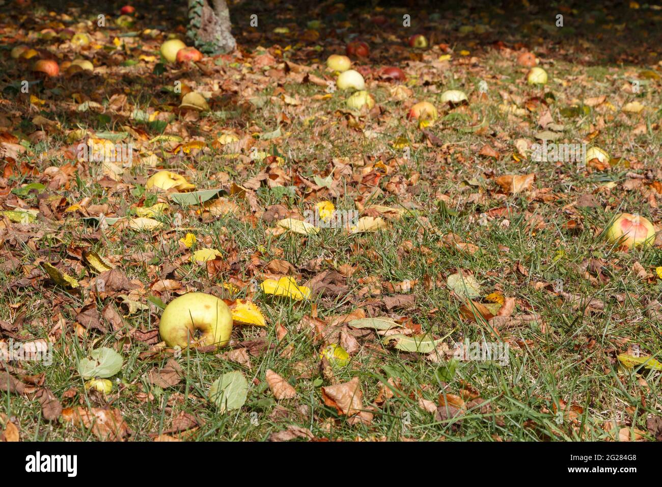 Rotten apple under tree hi-res stock photography and images - Alamy