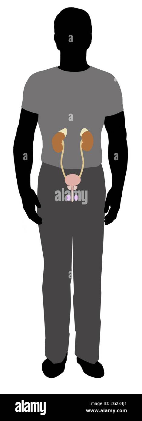 Male silhouette showing kidneys, bladder, prostate and testes Stock ...