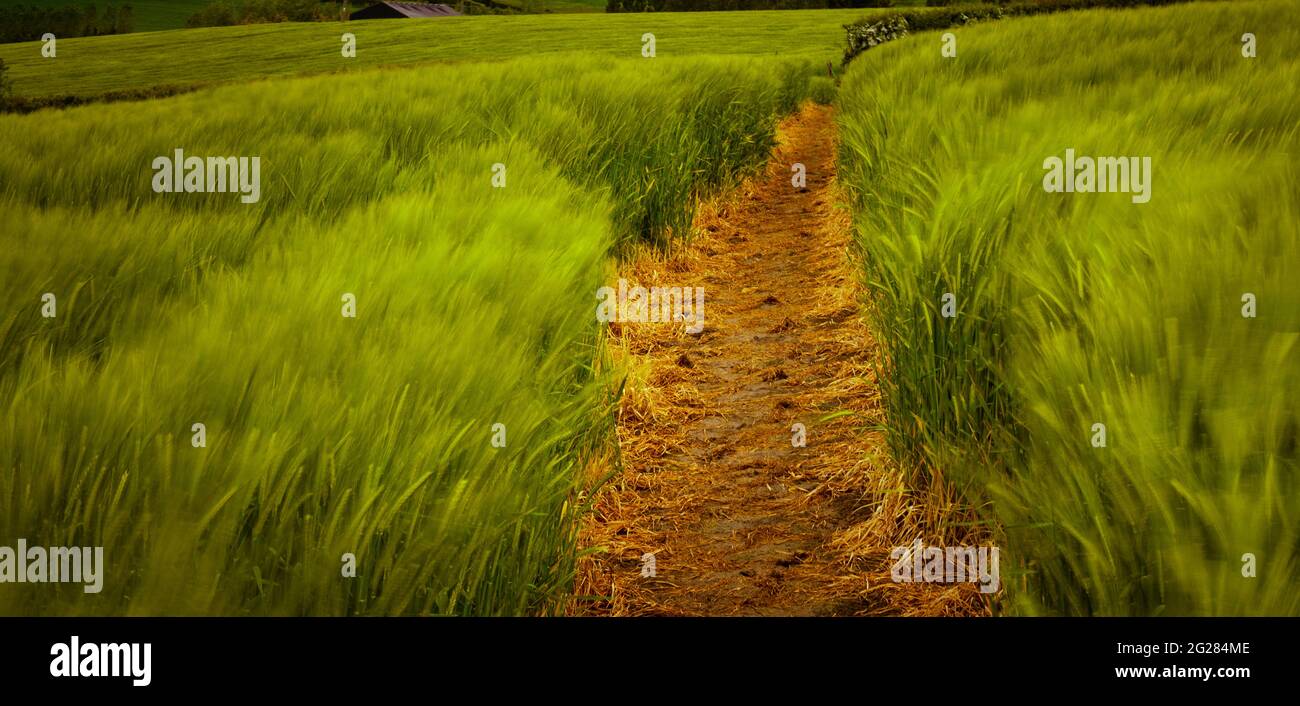 Corn field waving in the wind Stock Photo - Alamy