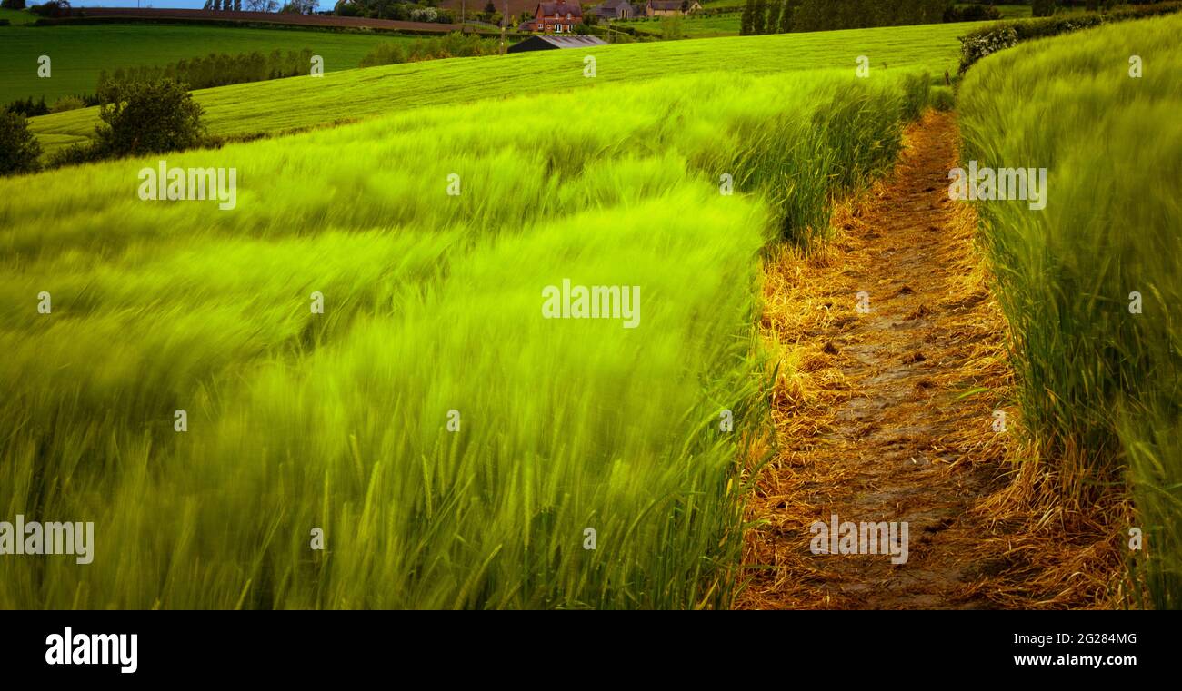 Corn field waving in the wind Stock Photo - Alamy