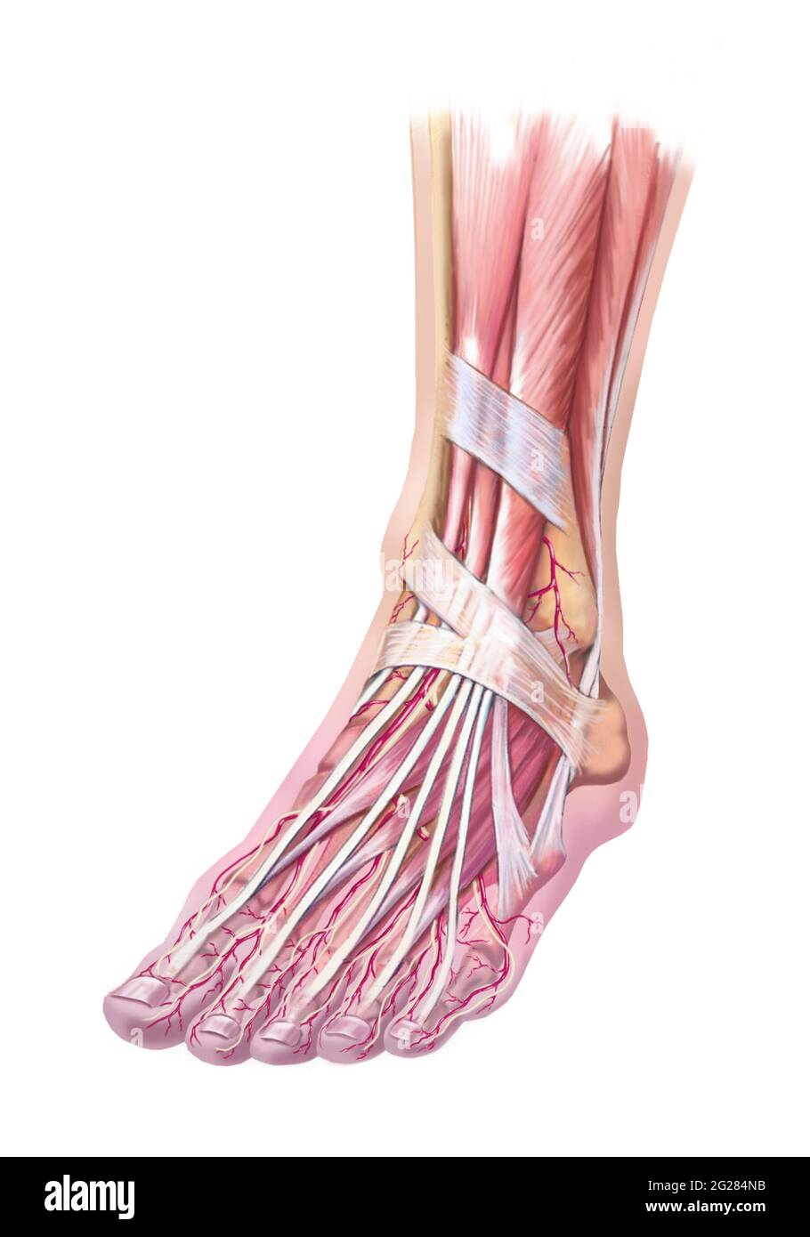 Human vascular system foot hi-res stock photography and images - Alamy