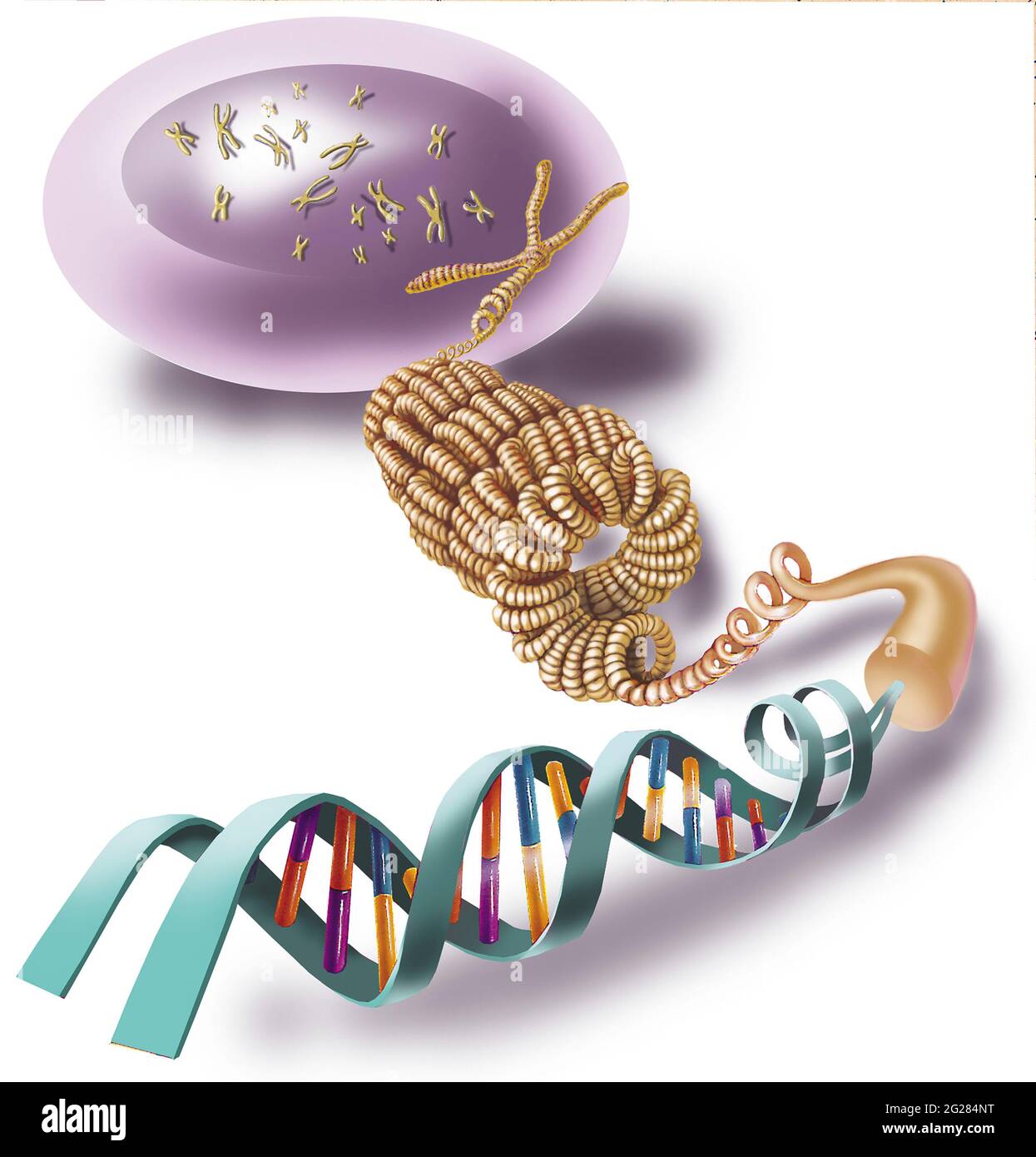 Human cell structure white background hi-res stock photography and ...