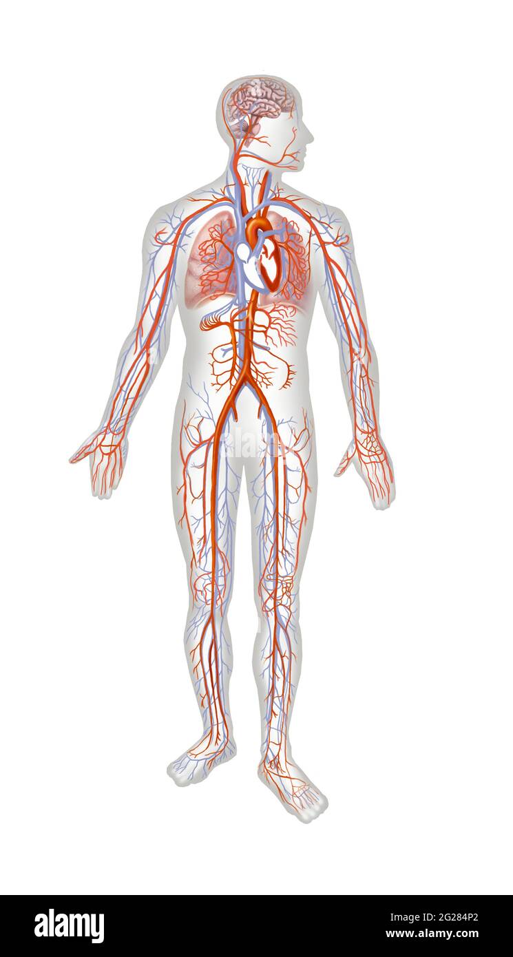 Full body circulatory system on white background Stock Photo - Alamy