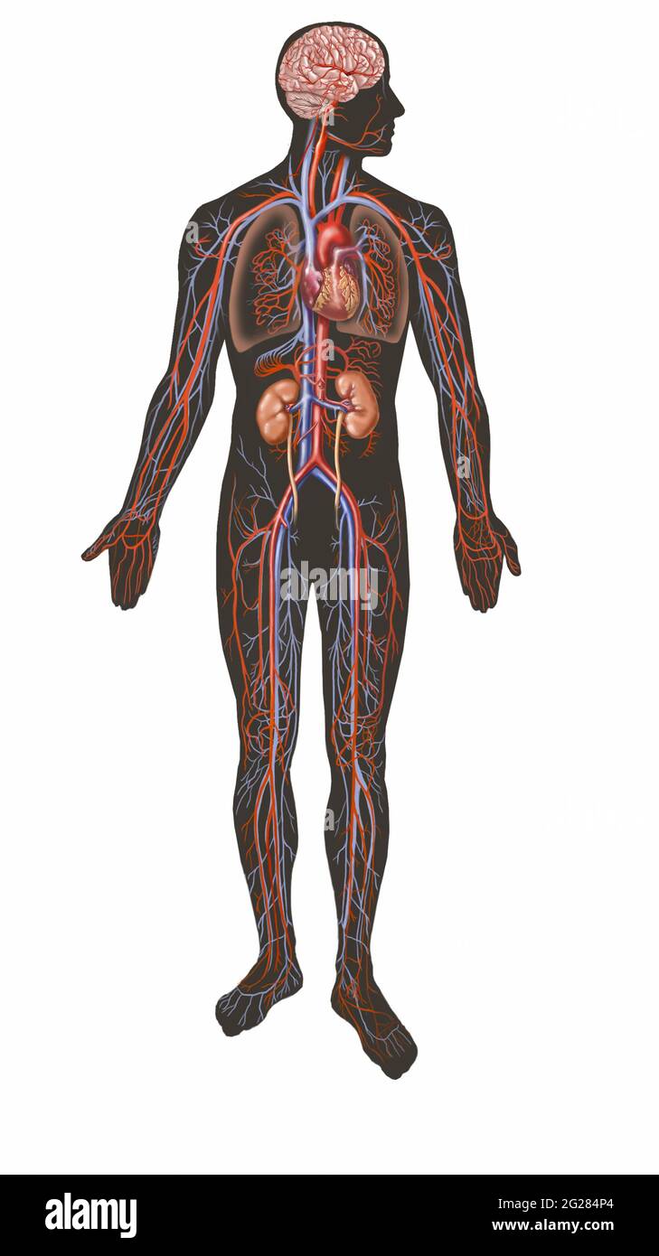 Full body circulatory system (with kidneys) on white background Stock ...