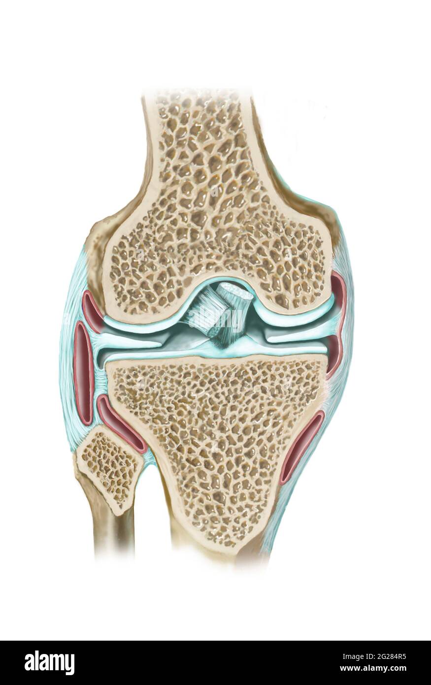 Patella knee Cut Out Stock Images & Pictures - Alamy