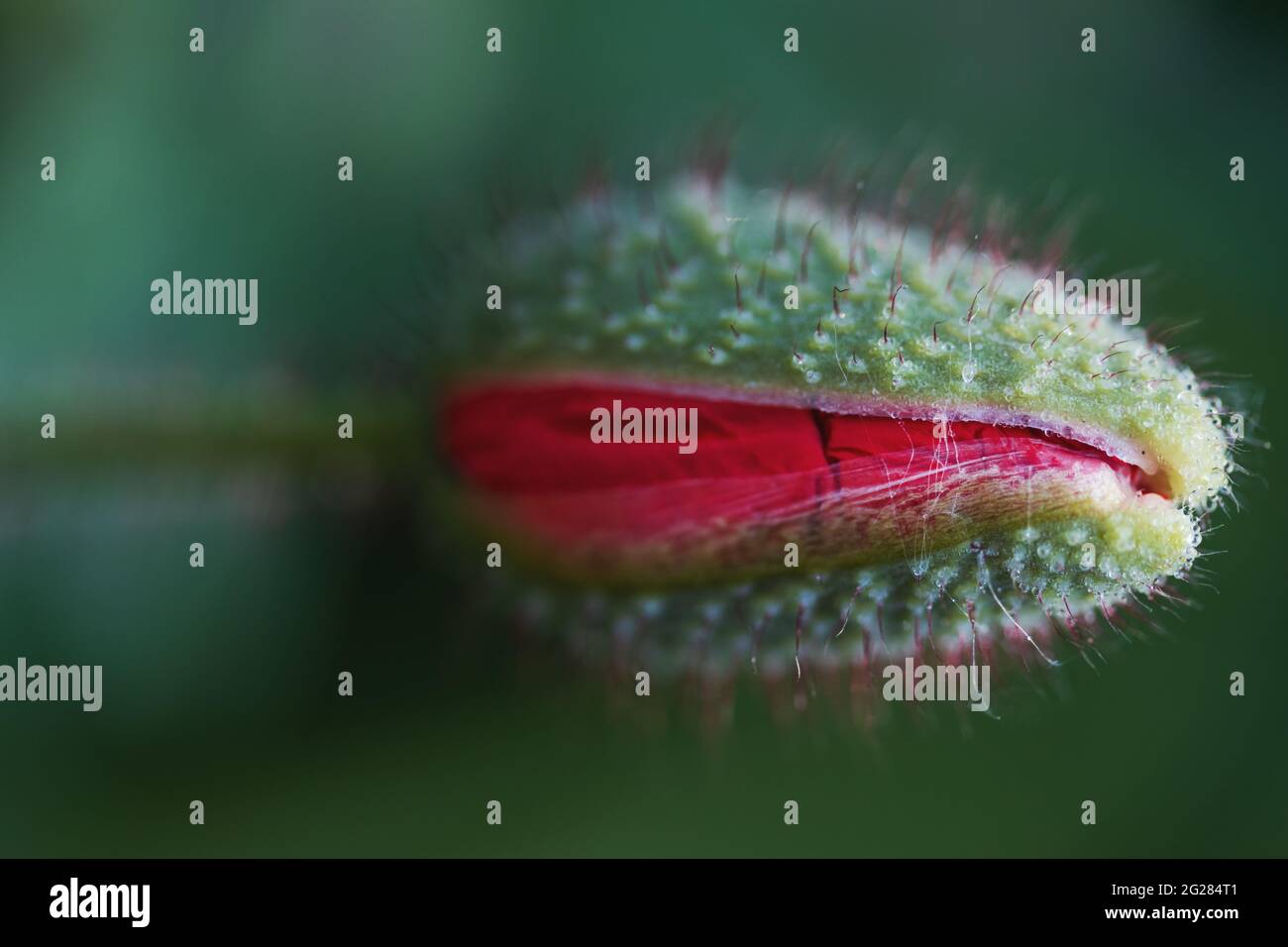 Nascent sun hi-res stock photography and images - Alamy