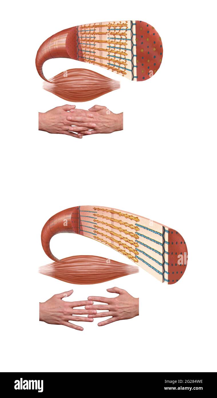 Muscle cells relaxed and contracted. Hands show how fibers intertwine ...