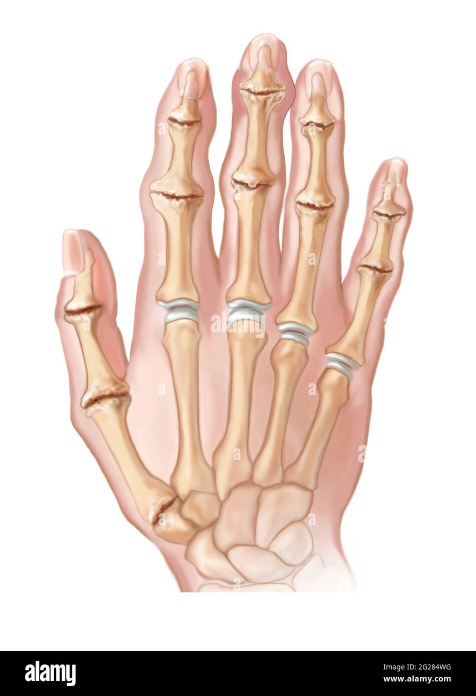 Vertical joints Cut Out Stock Images & Pictures - Alamy