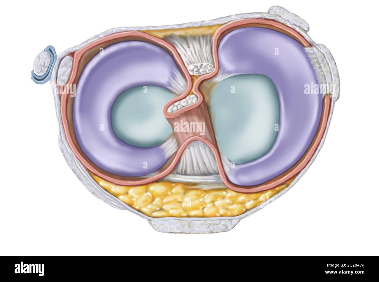 Menisci sitting on tibia to form knee joint Stock Photo - Alamy
