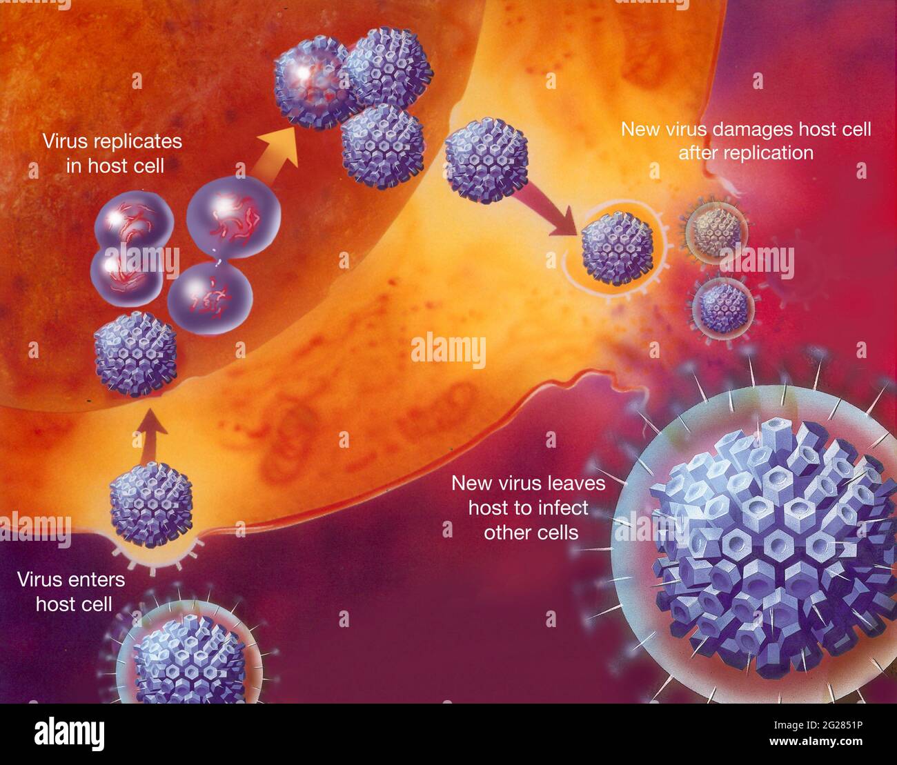 Virus replication hi-res stock photography and images - Alamy