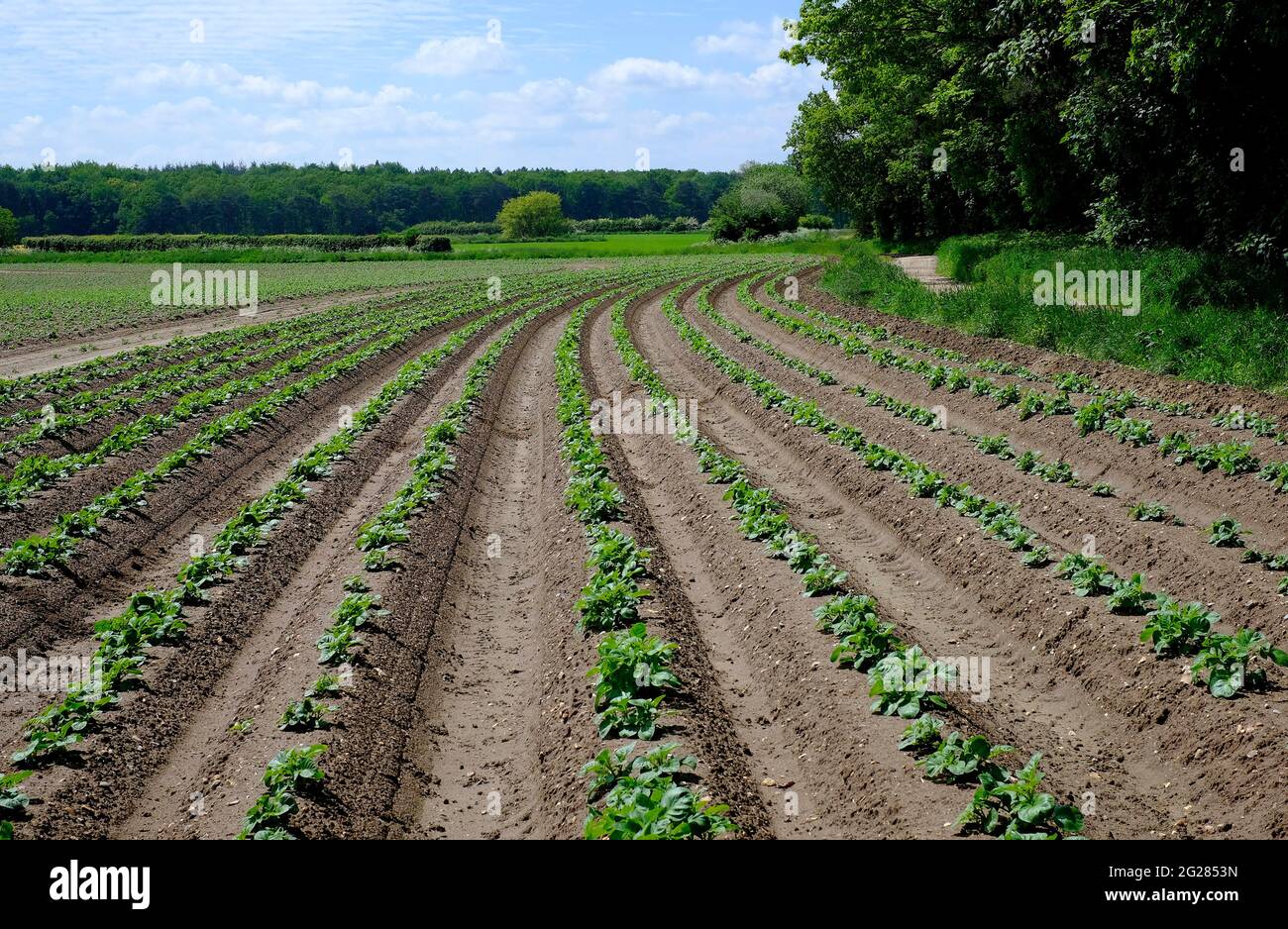 Potato crop hi-res stock photography and images - Alamy