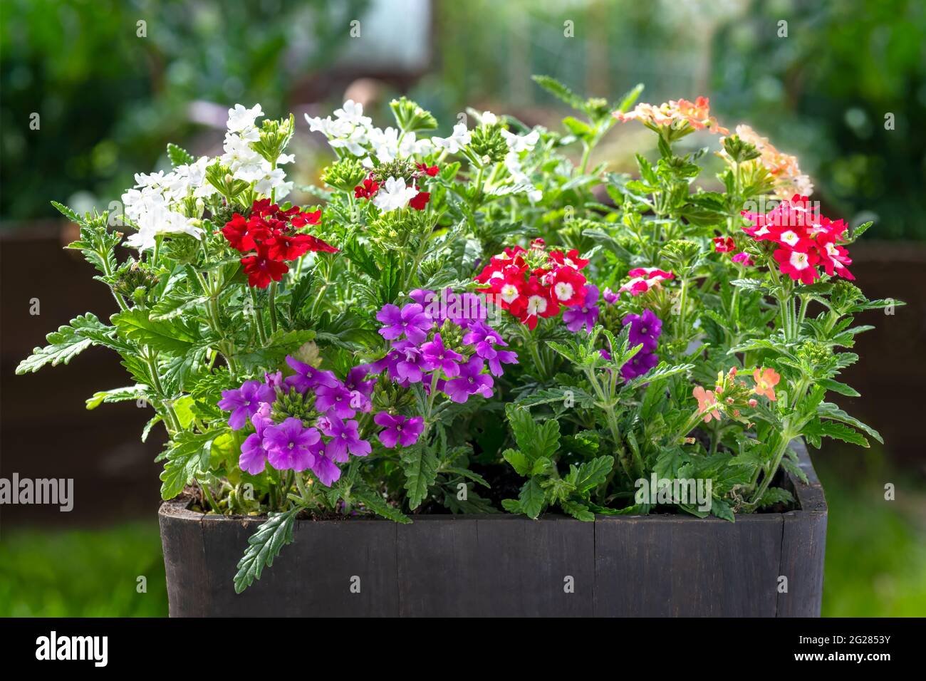 Hybrid of vervain verbena sp hi-res stock photography and images - Alamy