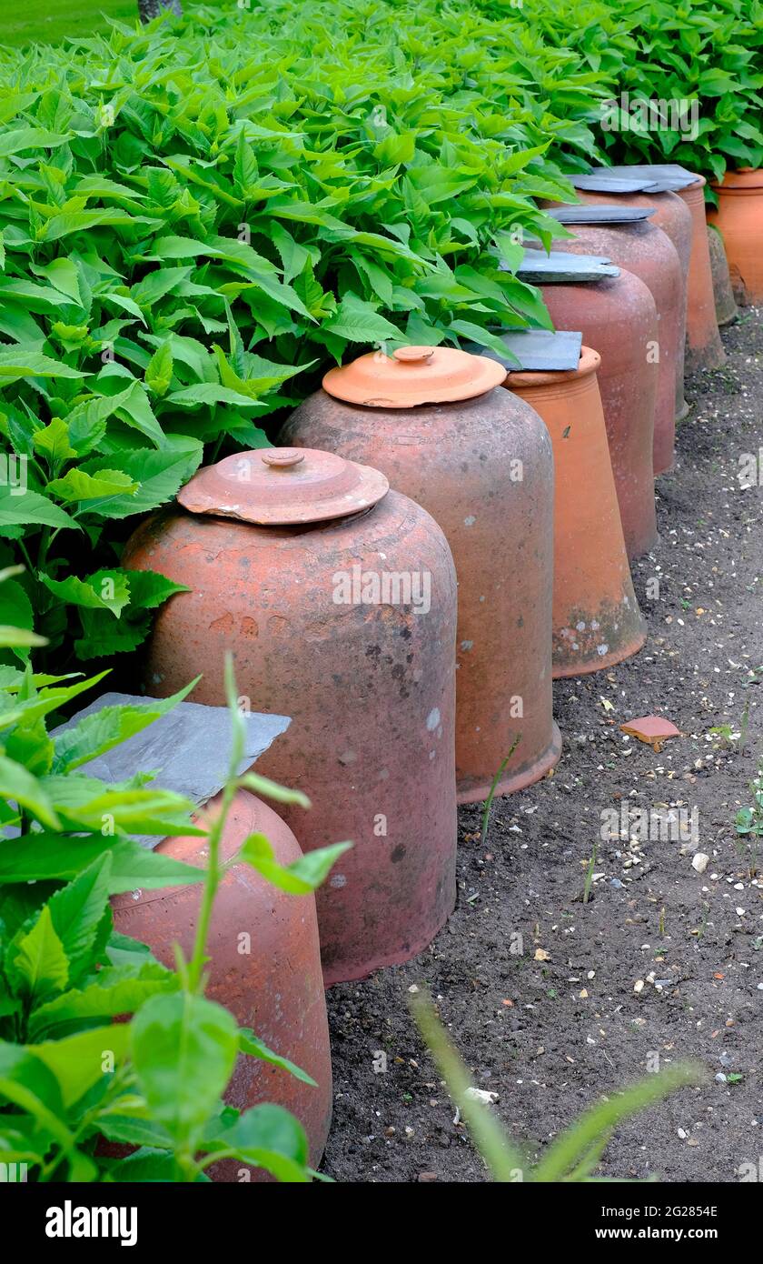 Row of rhubarb forcers hi-res stock photography and images - Alamy