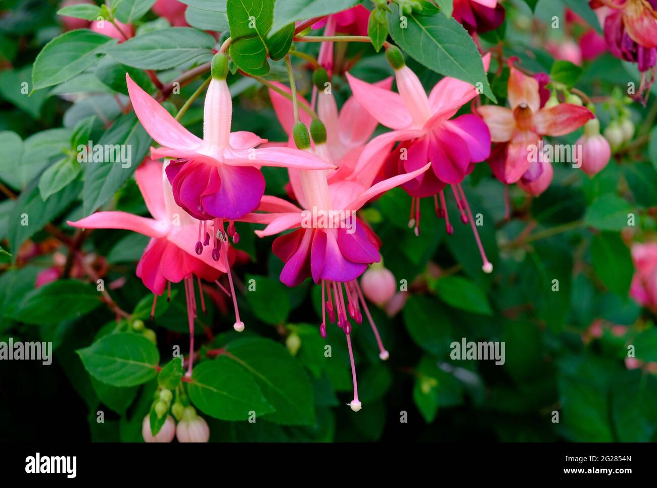 colourful red fuchsia flowers in english garden, norfolk, england Stock ...