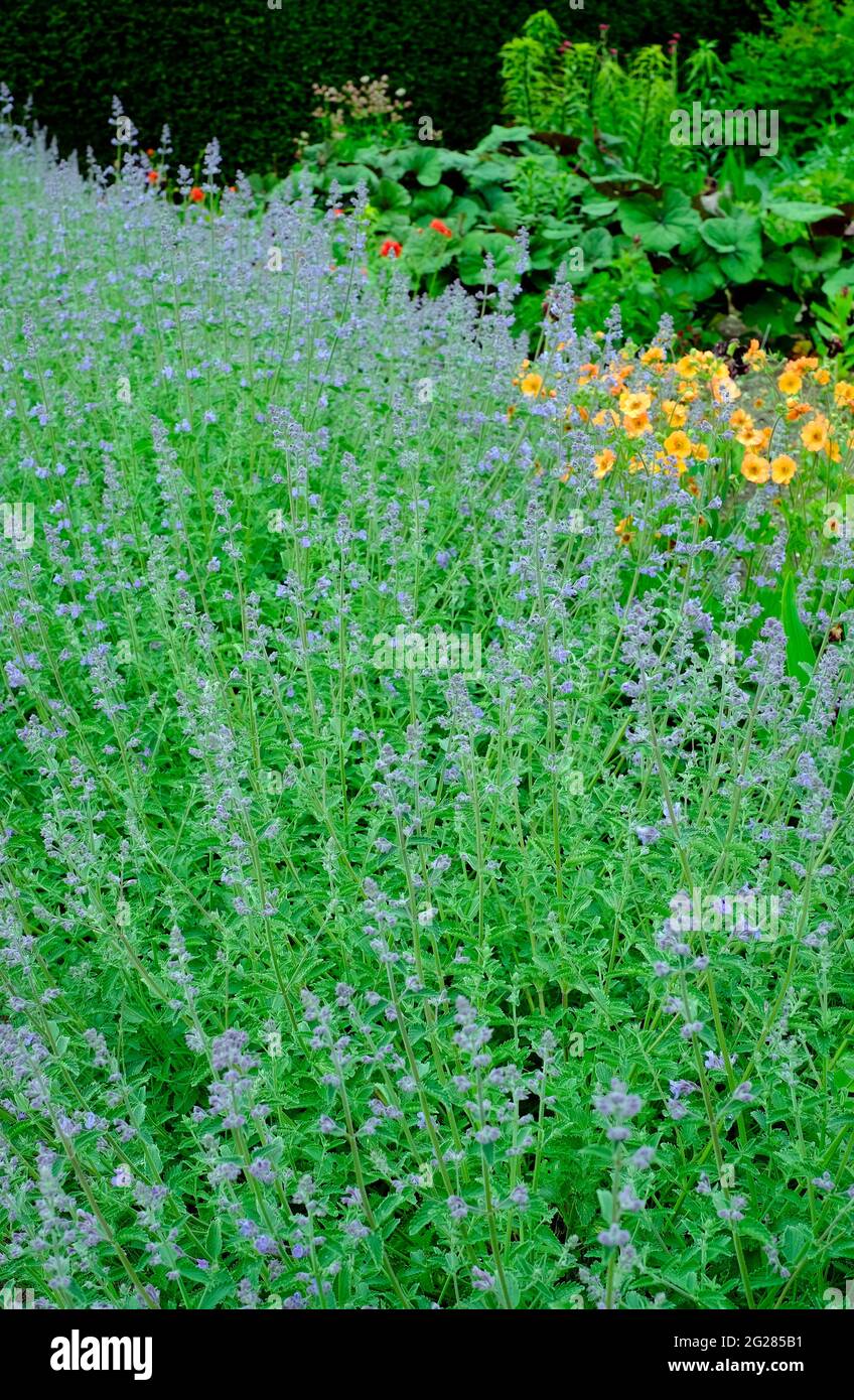 perovski blue spire plants in english garden, norfolk, england Stock ...