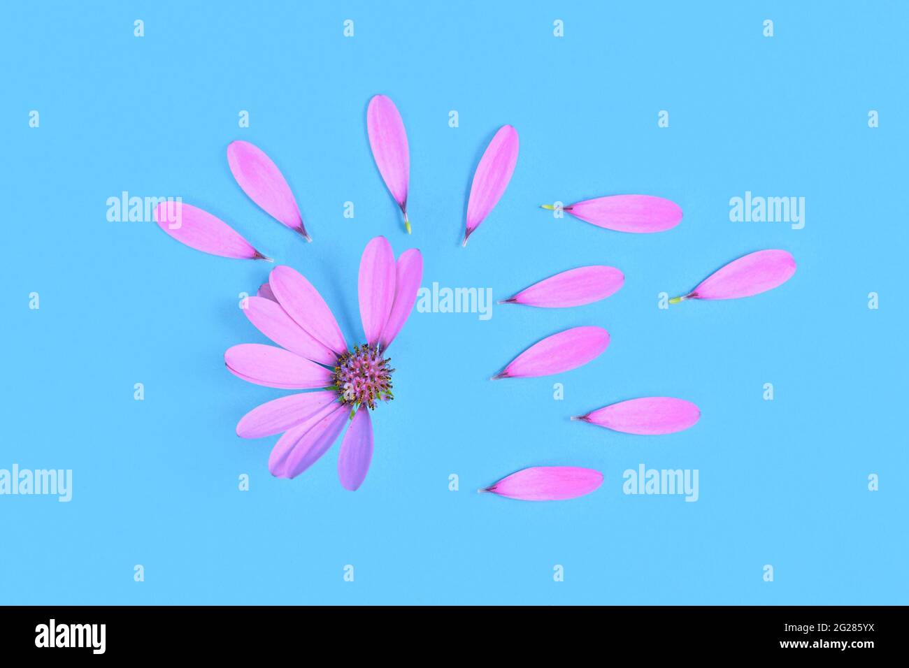 Petals on the flower hi-res stock photography and images - Alamy