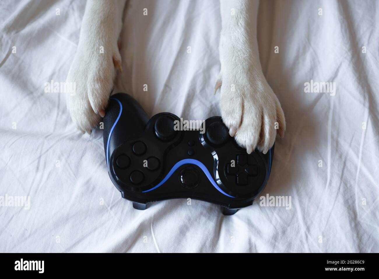 dog's paws lie on the game joystick top view Stock Photo - Alamy