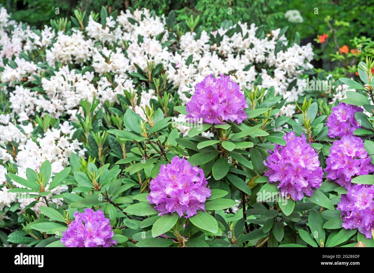 Pacific rhododendron (Rhododendron macrophyllum) is a large-leaved ...