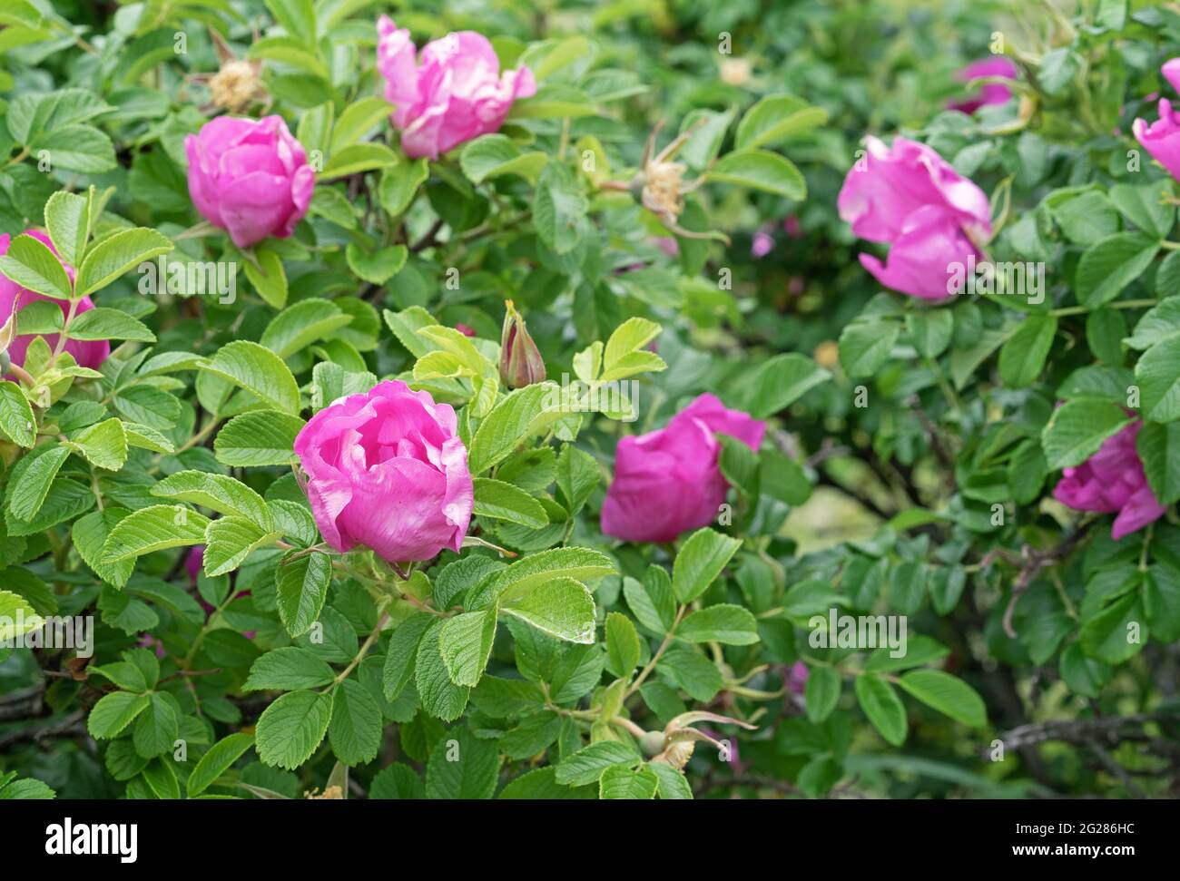 Organic wild rose hi-res stock photography and images - Alamy
